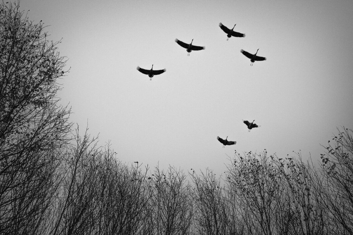 Portrait of an Artist as an Old Man | Mirja Maria Thiel 2016