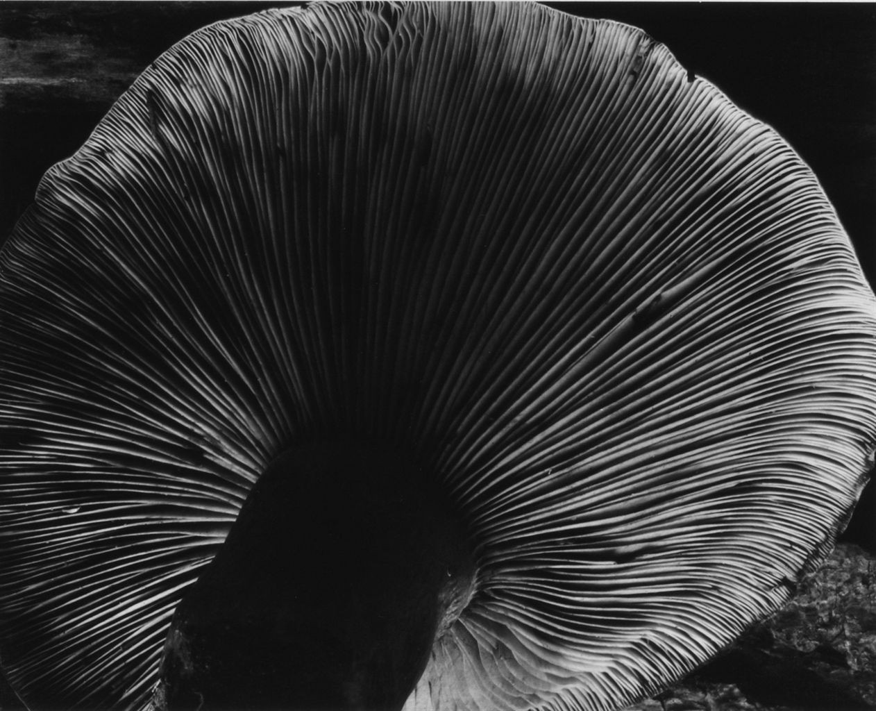 Mushroom Edward Weston 1940 Image Of The Day 9098